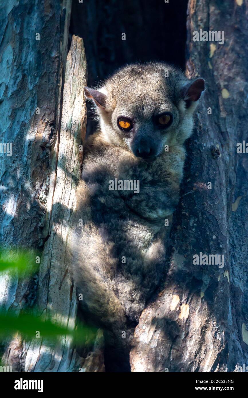 Lesser mouse lemur hi-res stock photography and images - Alamy