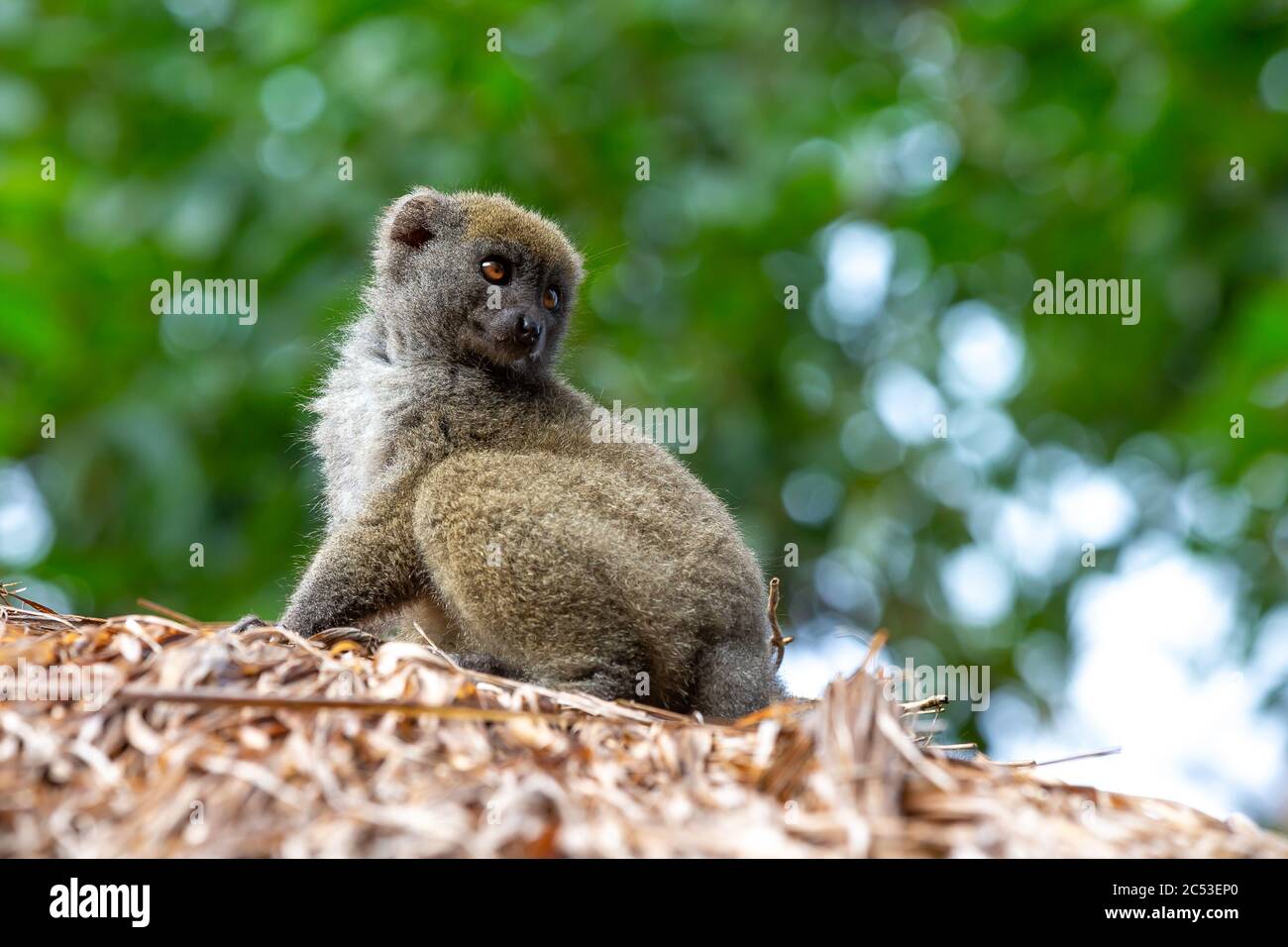 Lemurs greater bamboo madagascar hi-res stock photography and images ...