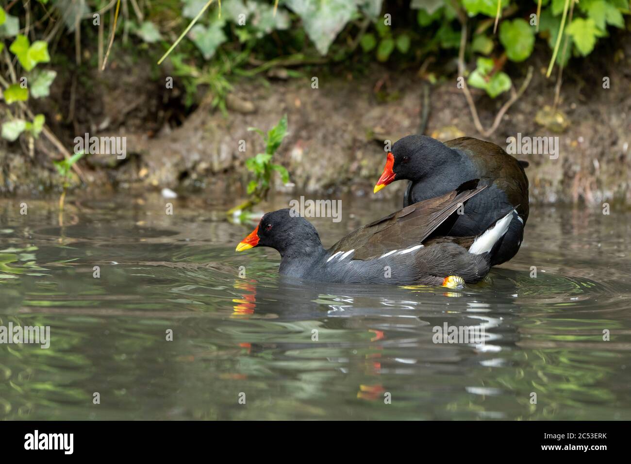 Male and female moorhens hi-res stock photography and images - Alamy