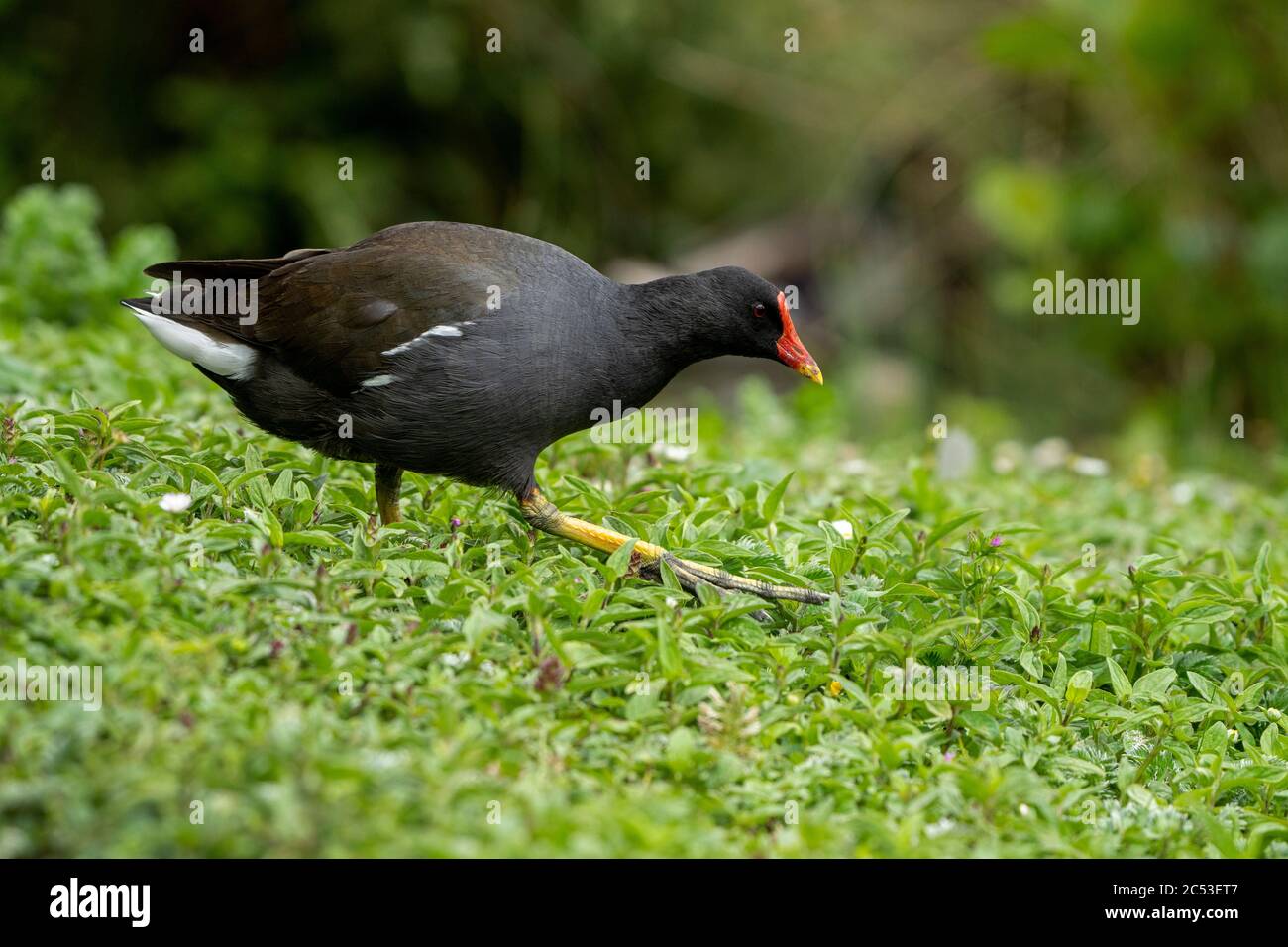 Moorhen common british bird hi-res stock photography and images - Alamy