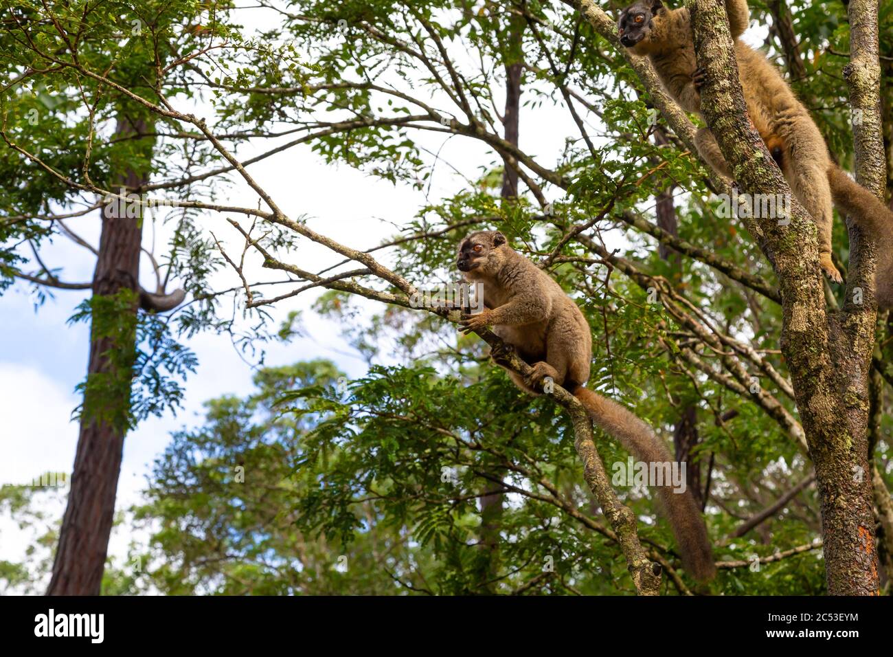 The Funny bamboo lemurs on a tree branch watch the visitors Stock Photo ...