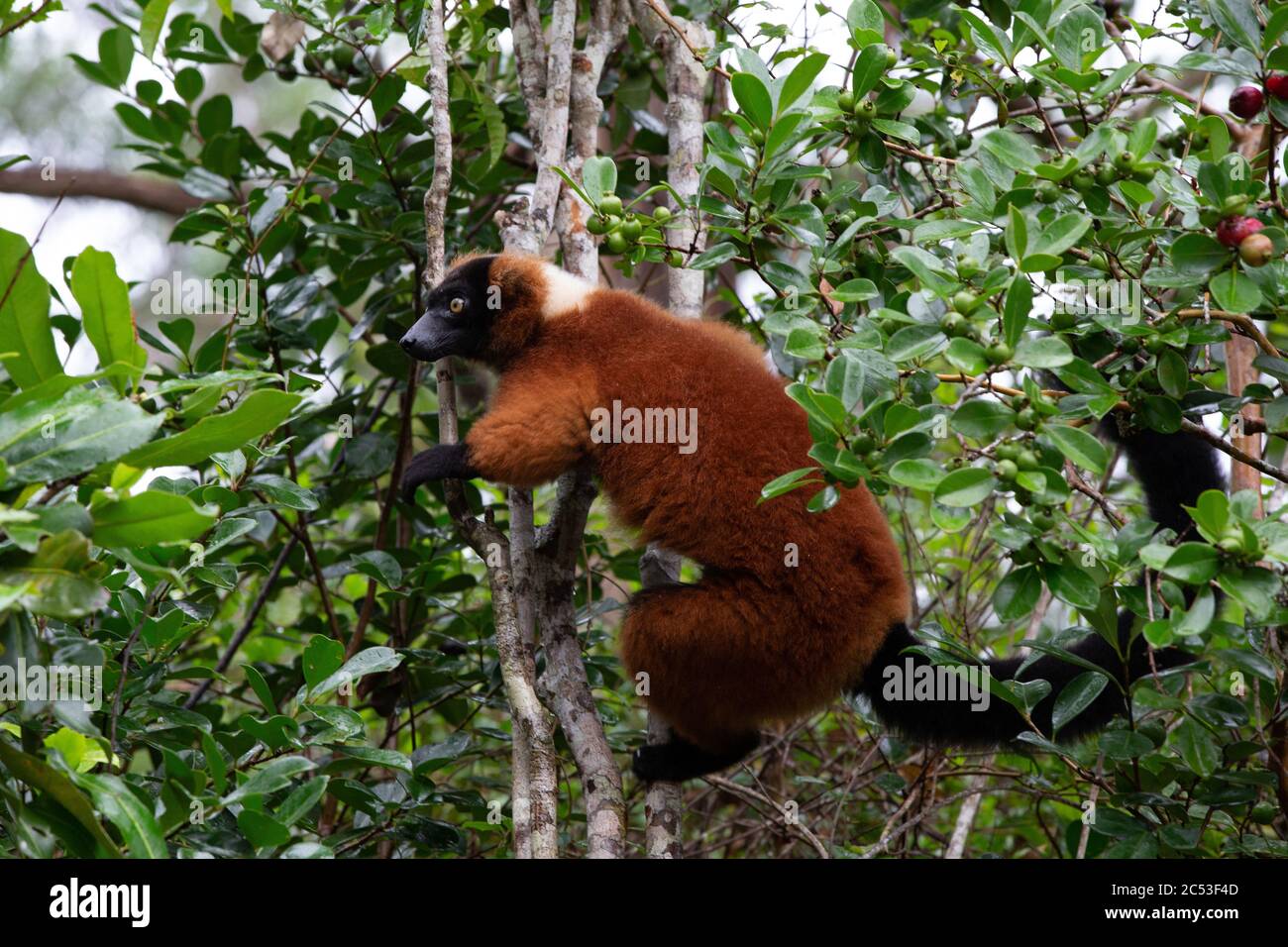 One red Vari Lemur sits on a branch of a tree Stock Photo - Alamy