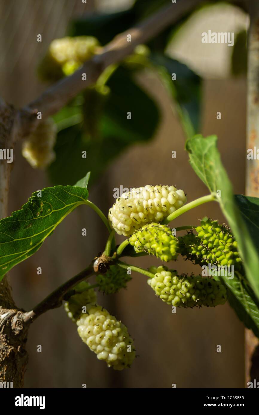 White mulberry tree hi-res stock photography and images - Alamy