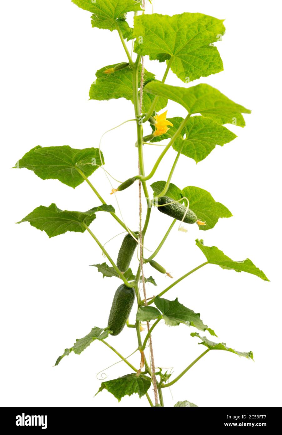 Cucumber plant. Cucumber with leafs and flowers isolated on white ...