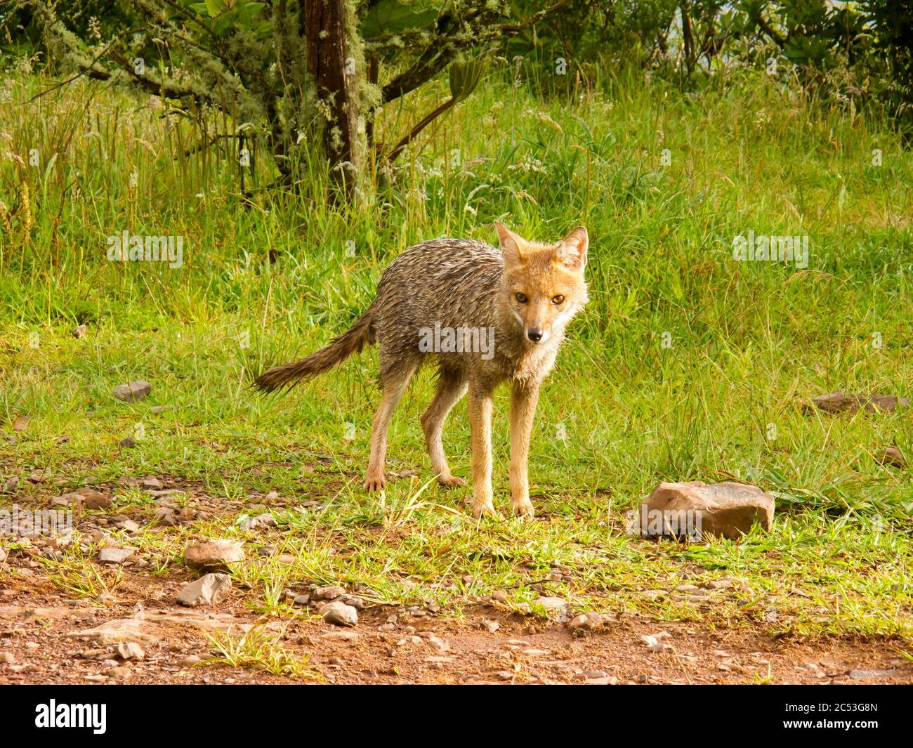 Wet fox hi-res stock photography and images - Alamy