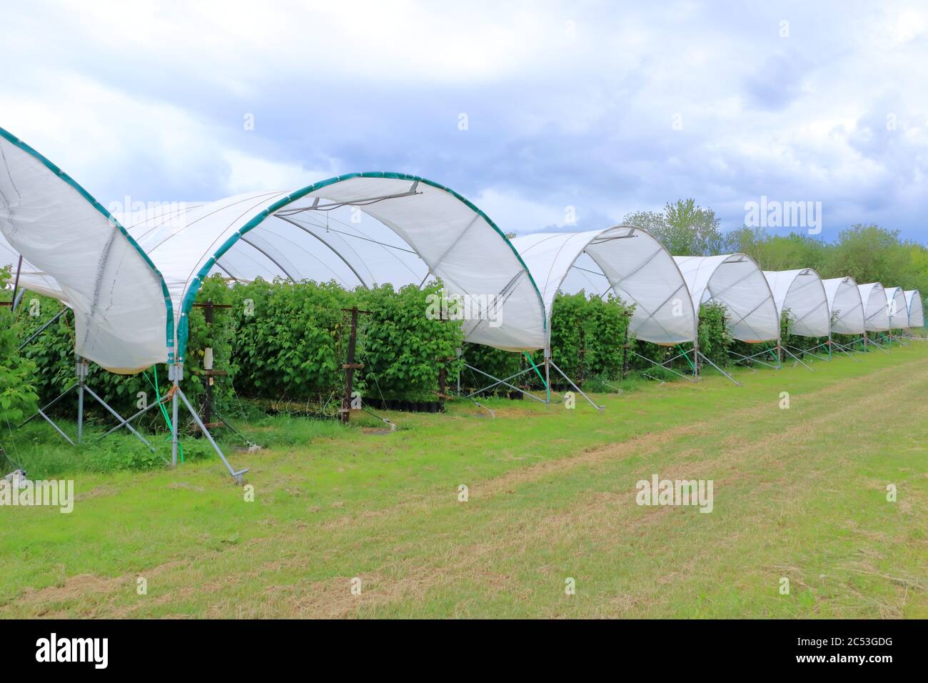 Raspberries fruit greenhouse hi-res stock photography and images - Alamy