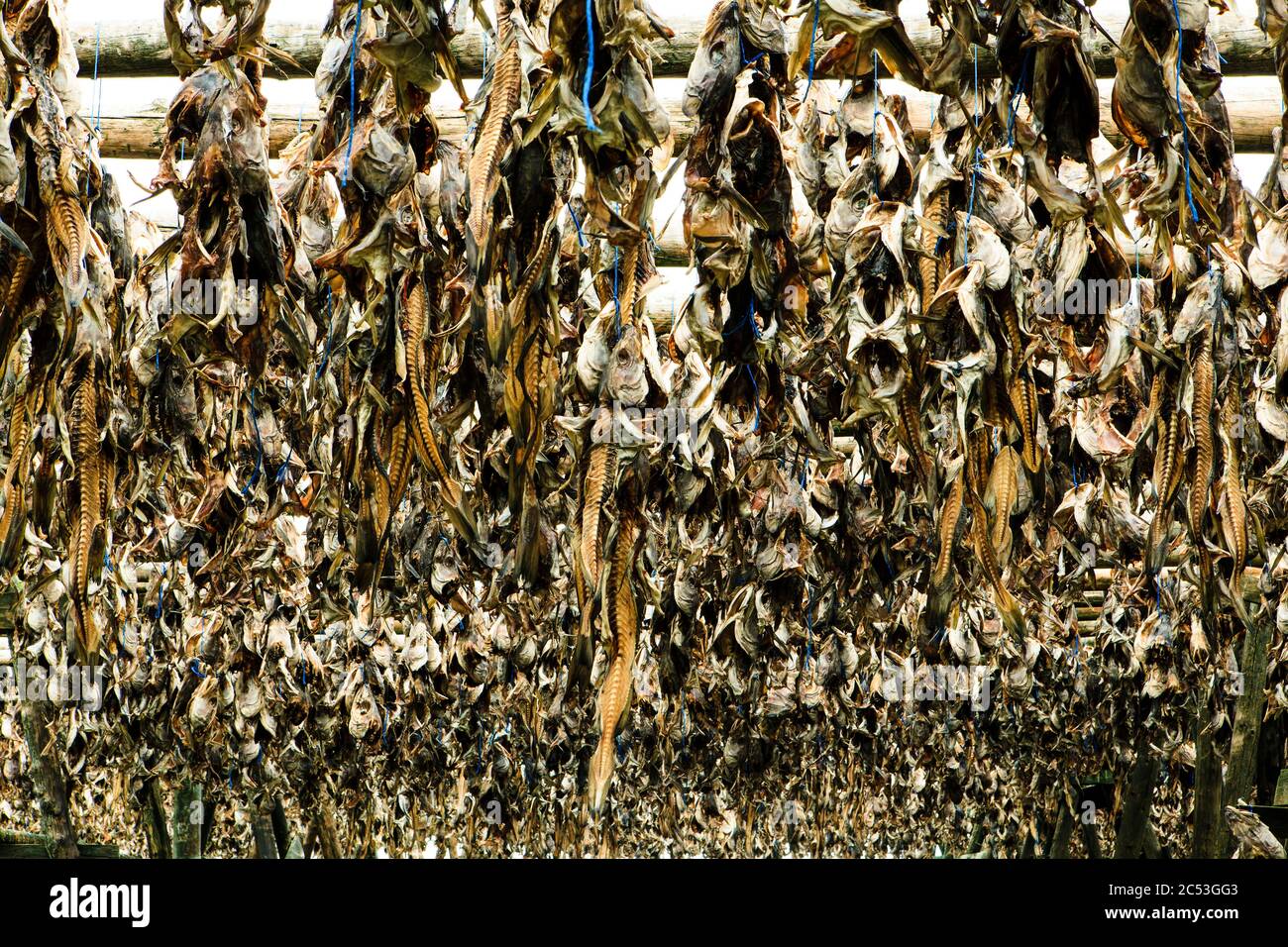 Stockfish daytime hi-res stock photography and images - Alamy