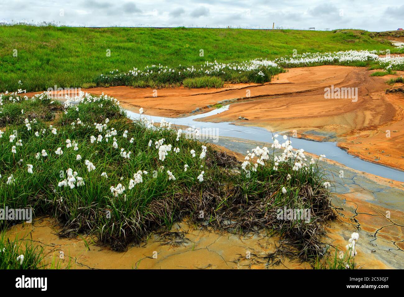Cotton grass in the geothermal area, mineral deposits, volcanic system ...