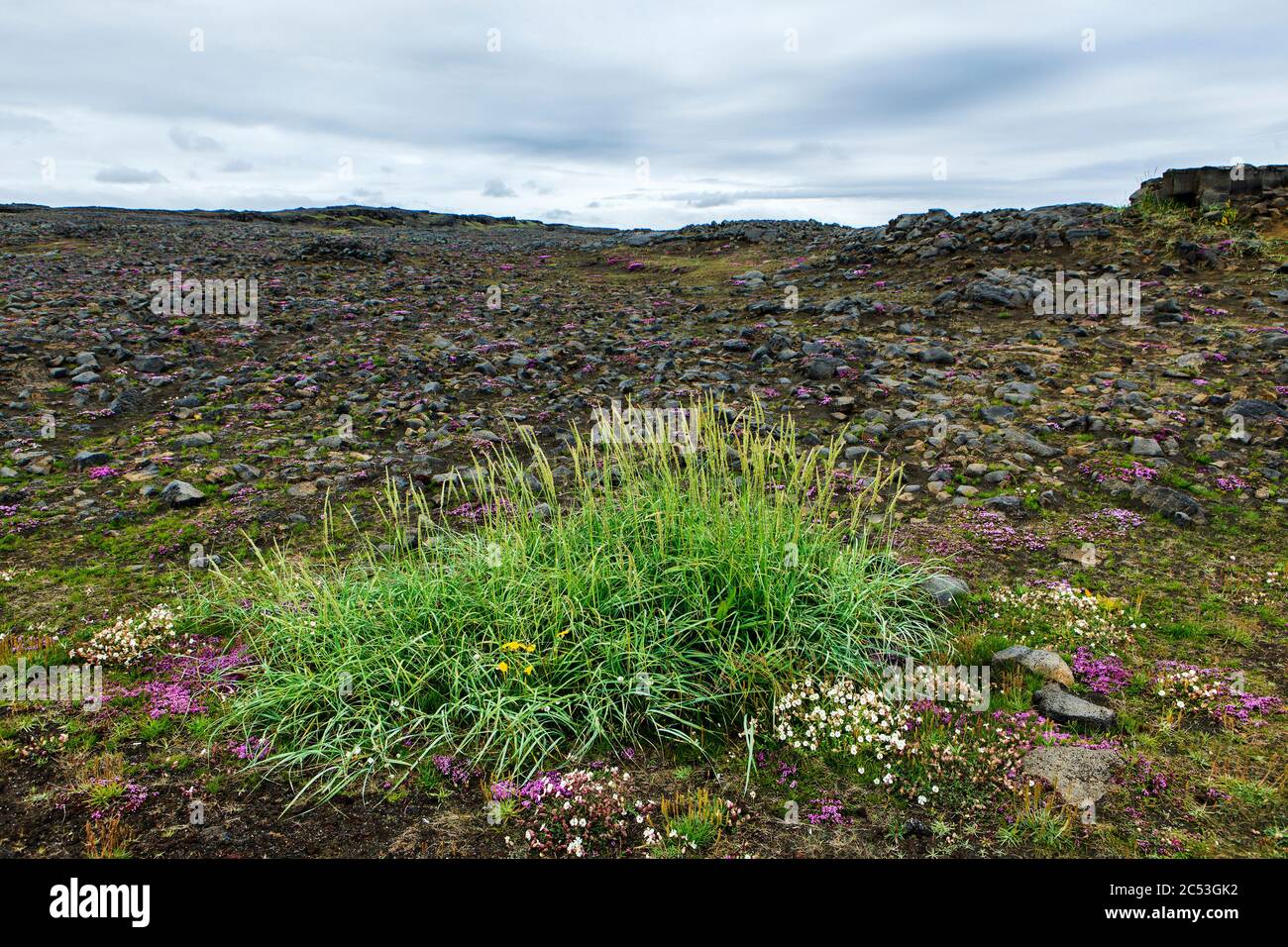 Europe native plants hi-res stock photography and images - Alamy