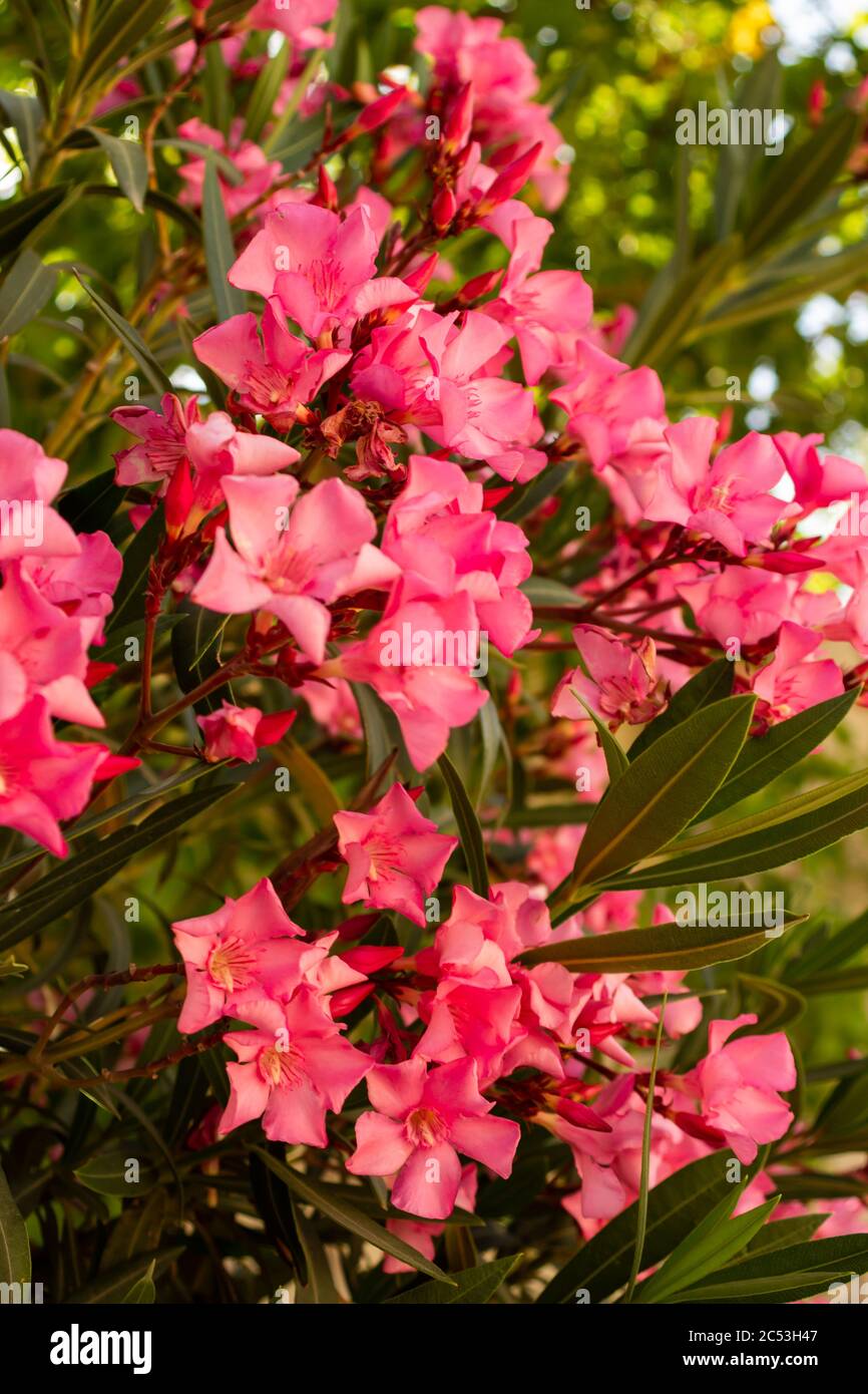 Fade in hi-res stock photography and images - Alamy