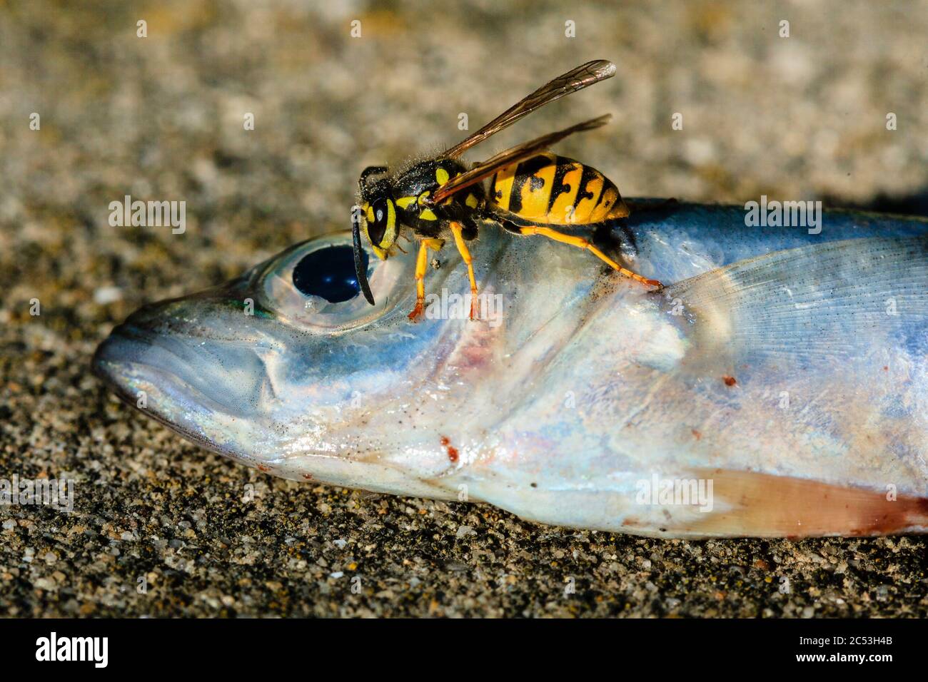 A wasp eats fresh fish Stock Photo - Alamy