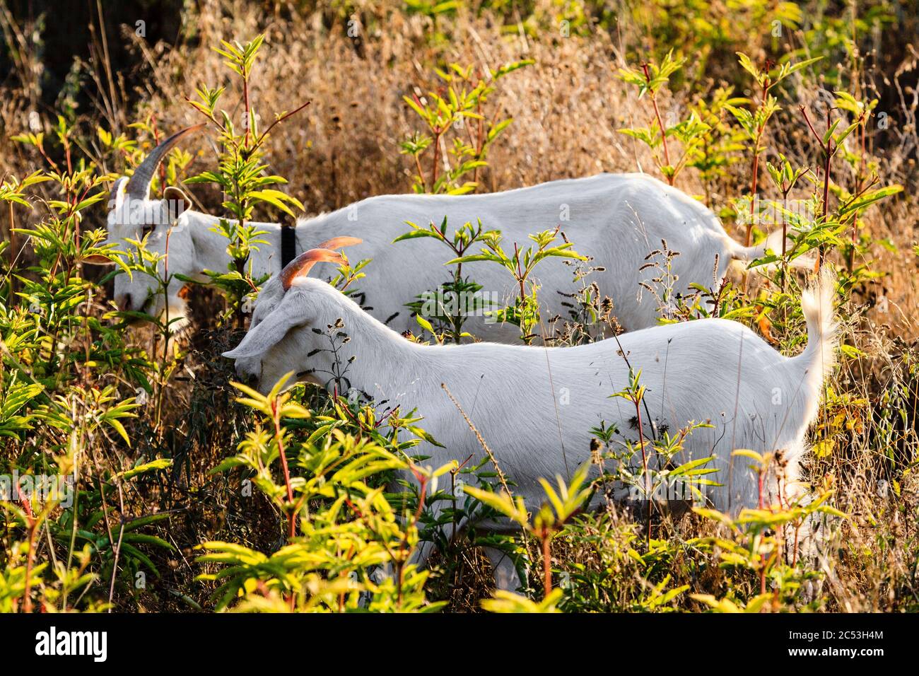 Free-range goats in Obzor, Bulgaria Stock Photo - Alamy