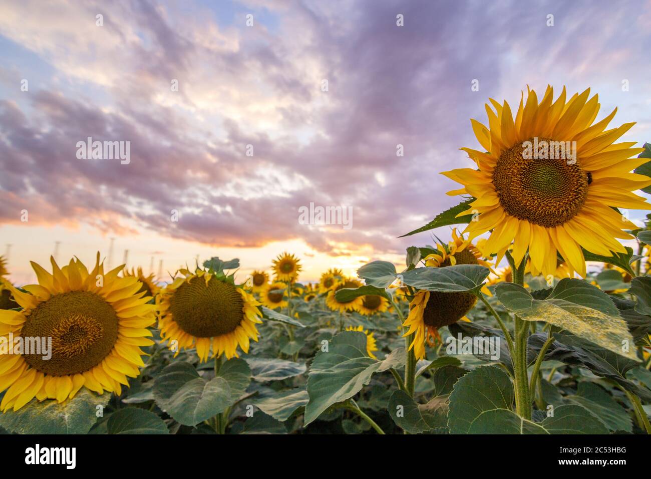 Sunflower field in rural area, under storm clouds, in summer Stock ...