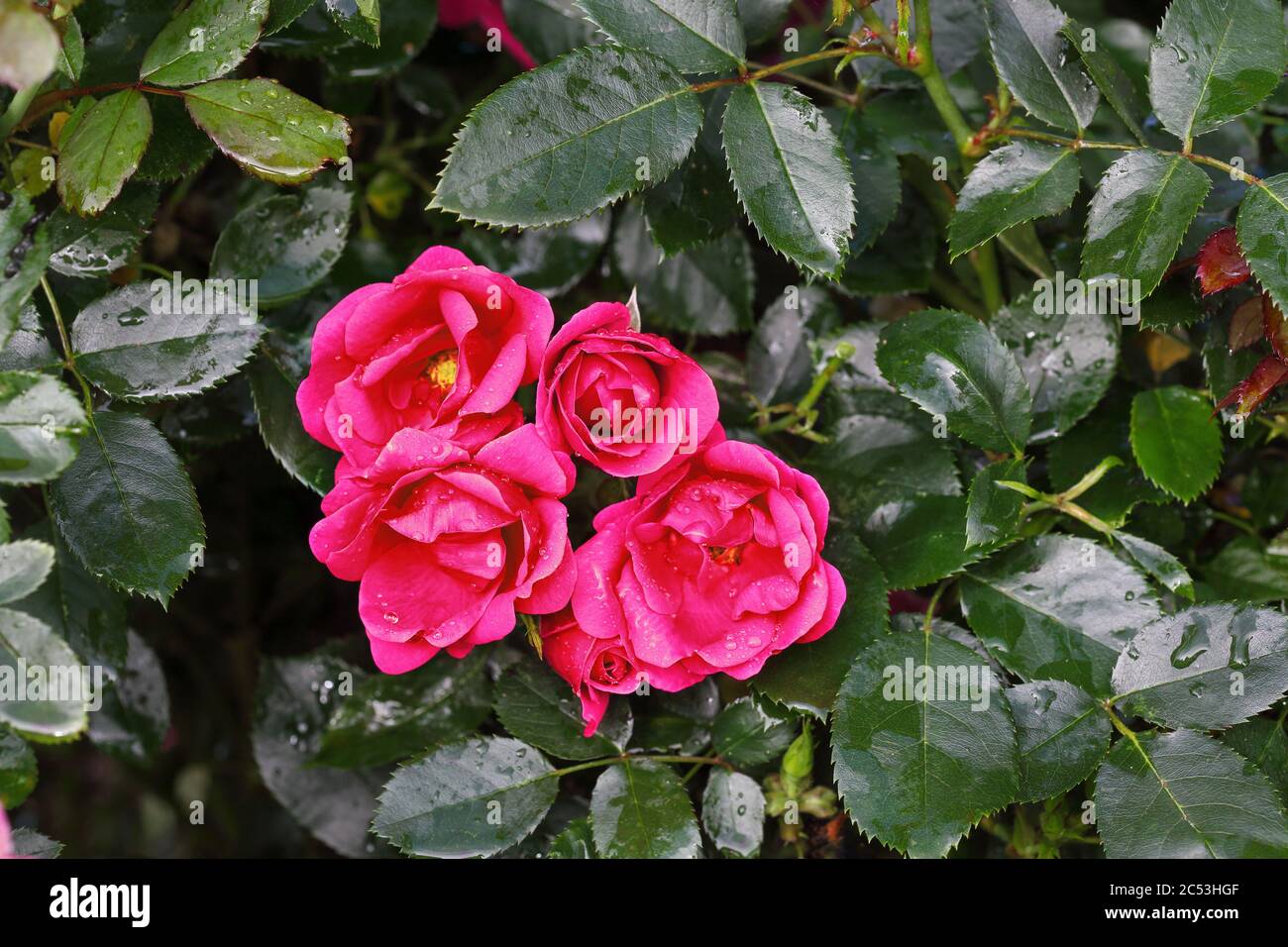 Dripping yellow rose hi-res stock photography and images - Alamy