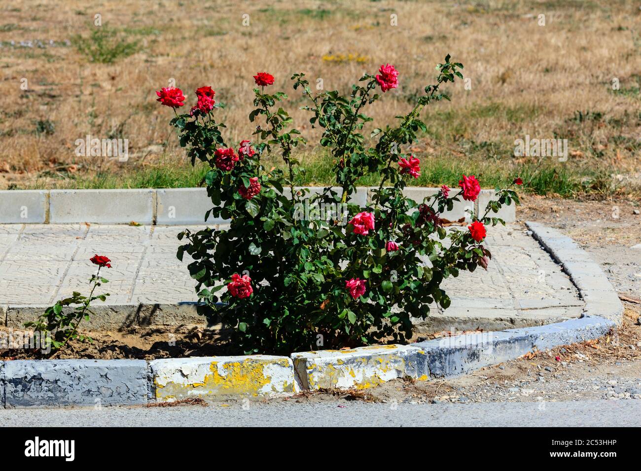 Roadside rose hi-res stock photography and images - Alamy