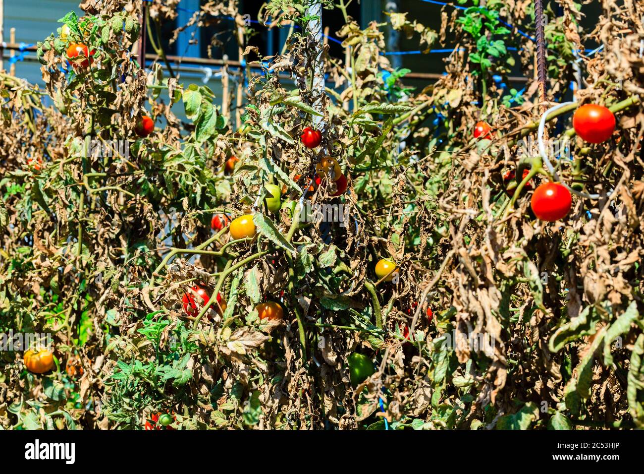 Tomatoes in the front yard, Bulgaria Stock Photo - Alamy