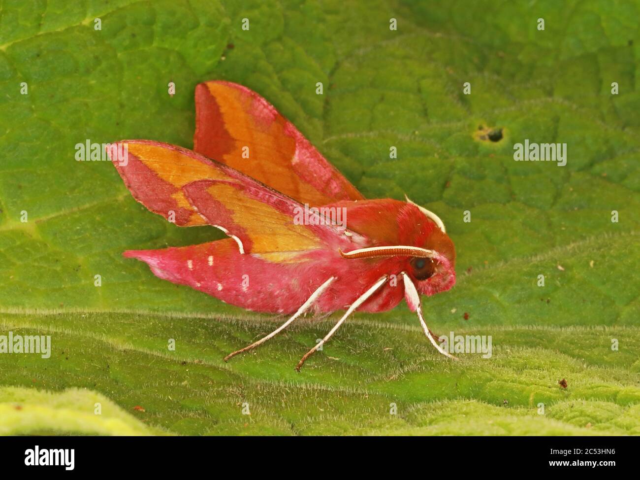 Small Elephant Hawk-moth (Deilephila porcellus) adult at rest on leaf ...