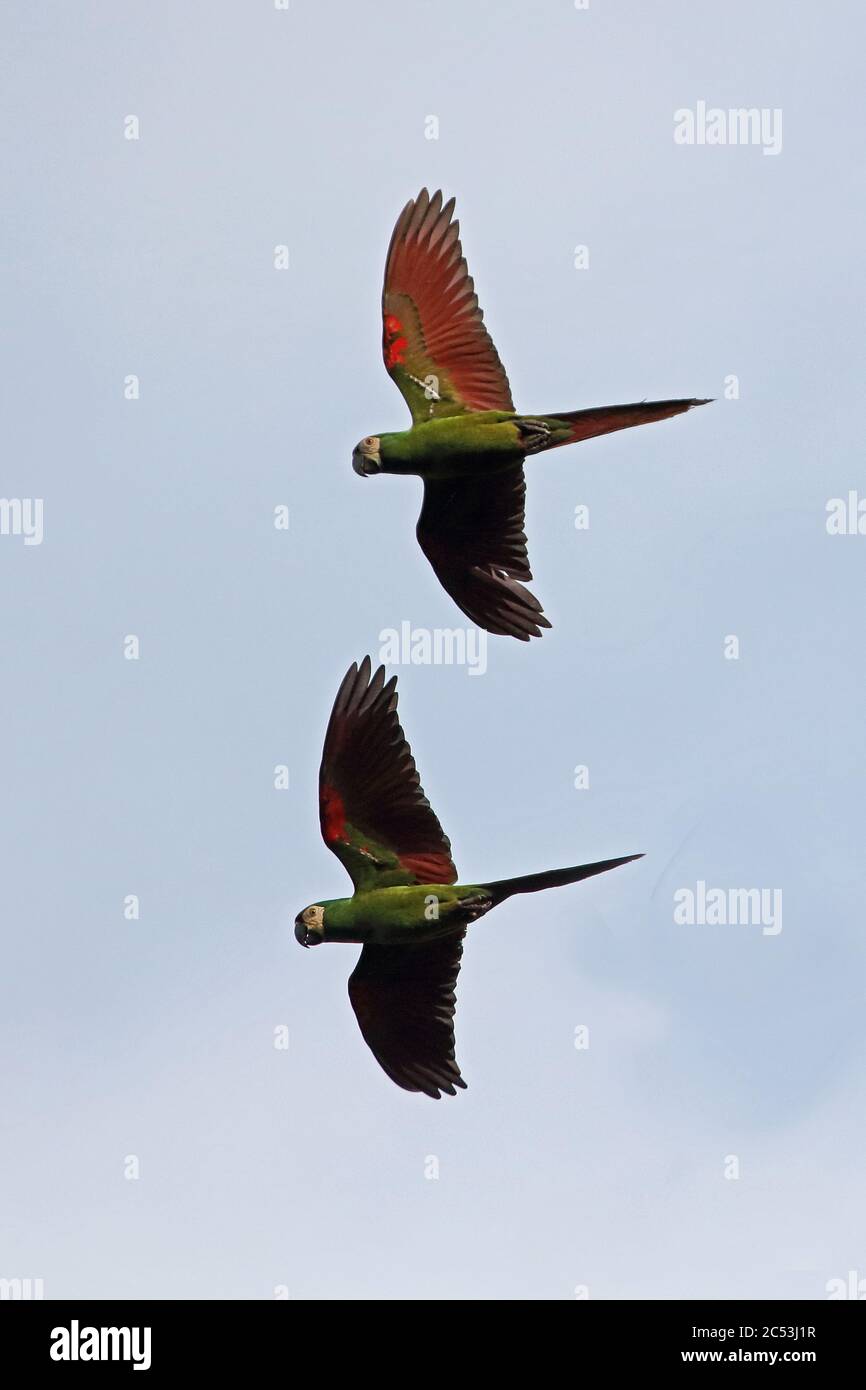 Chestnut-fronted Macaw (Ara severus) two adults in flight Inirida ...