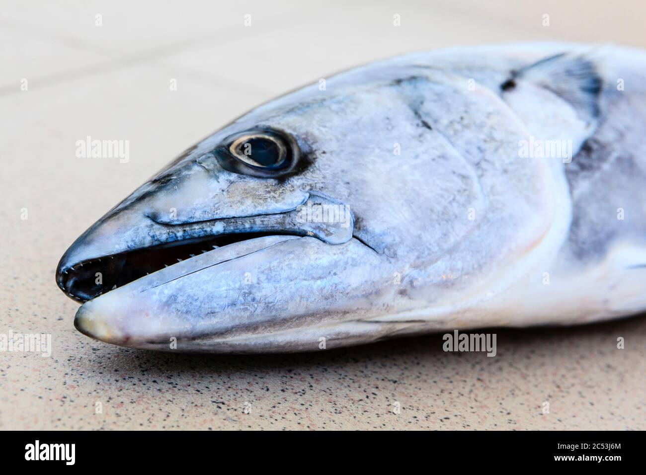 Tuna from the Black Sea, Bulgaria Stock Photo - Alamy