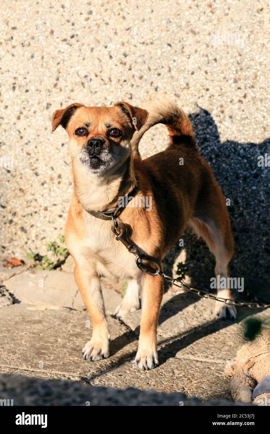 Chained dog hi-res stock photography and images - Alamy