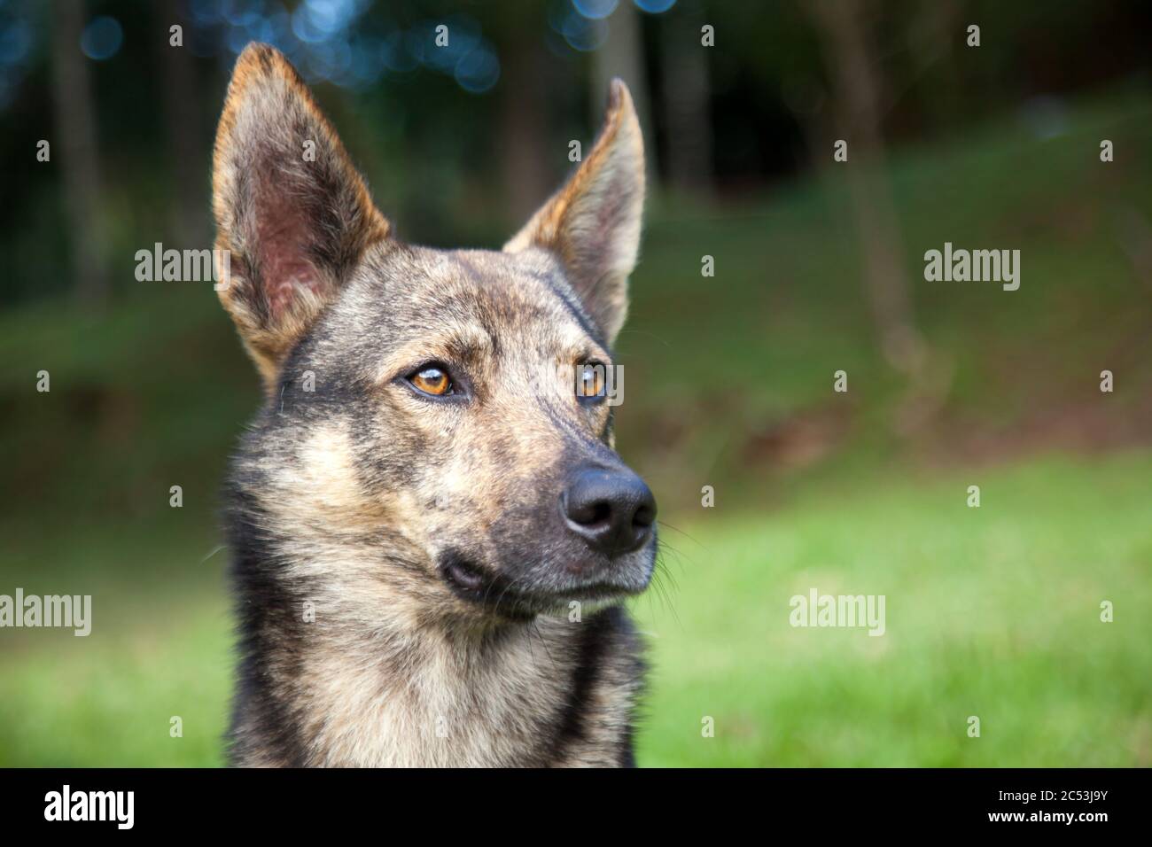 Dog face with blur background Stock Photo - Alamy