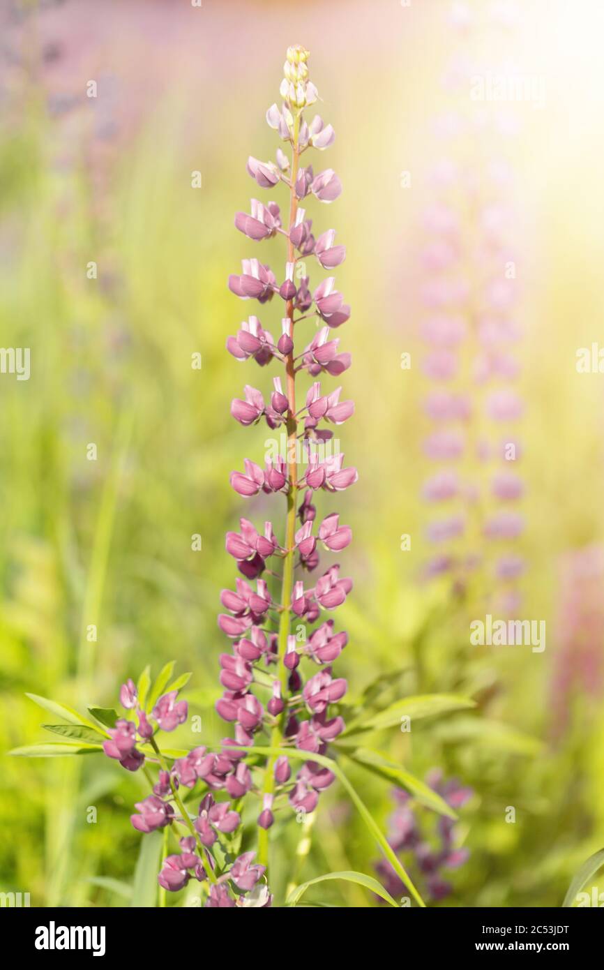 Colorful lupin fields hi-res stock photography and images - Alamy