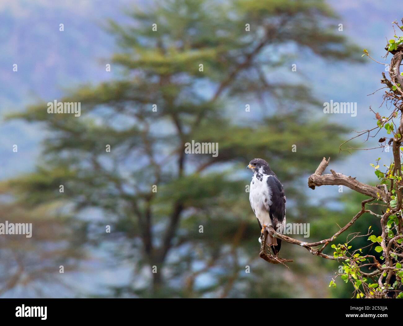 Augur lake hi-res stock photography and images - Alamy