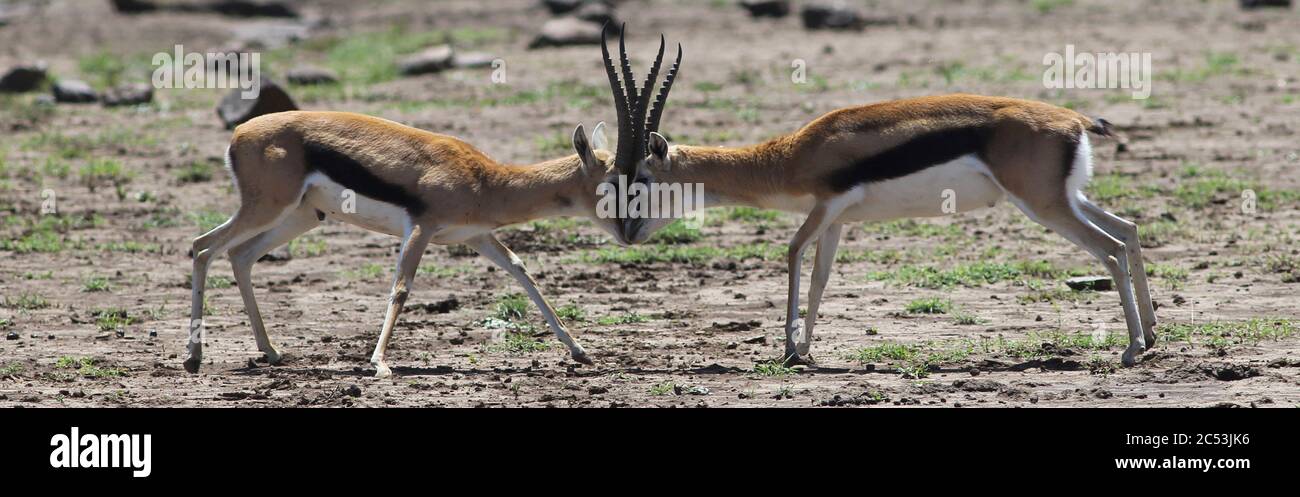 Two Thomson Gazelle bucks stand face to face on dusty dry ground and ...