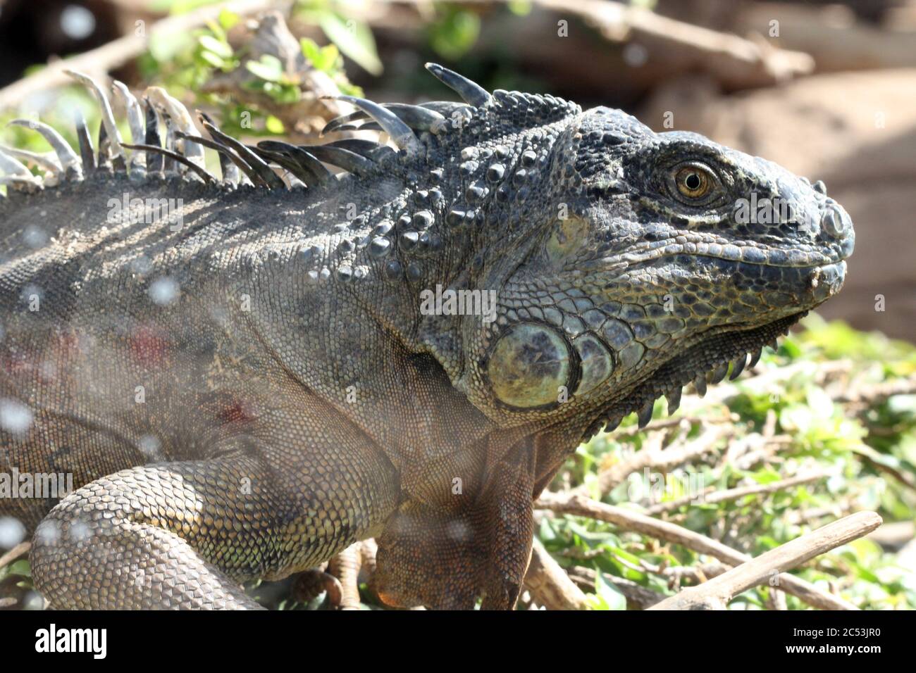 Leguan lizard hi-res stock photography and images - Alamy
