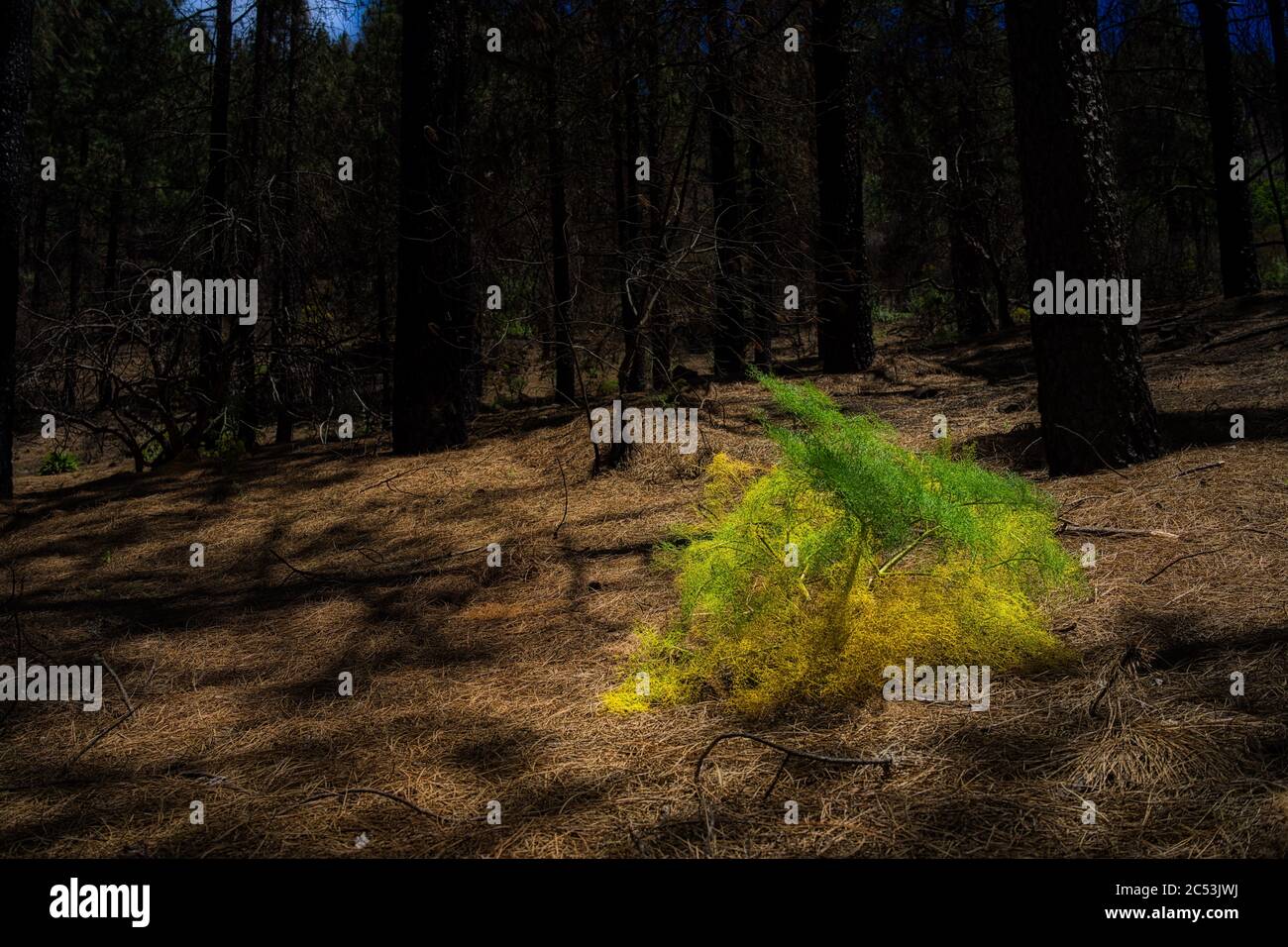 Dark horizontal shot of a fallen branch with green leaves in a ...