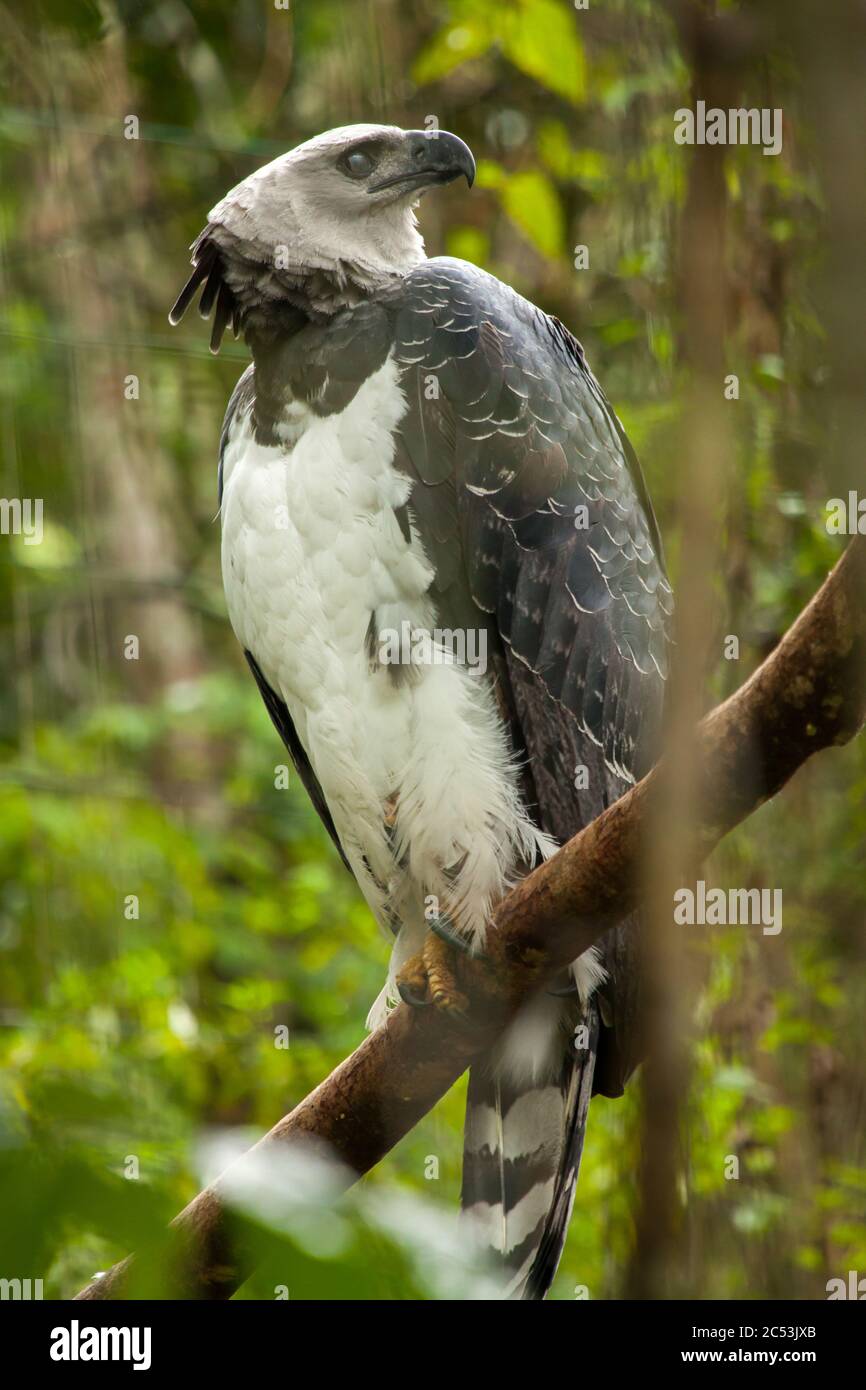 American harpy eagle - harpia harpyja Stock Photo - Alamy