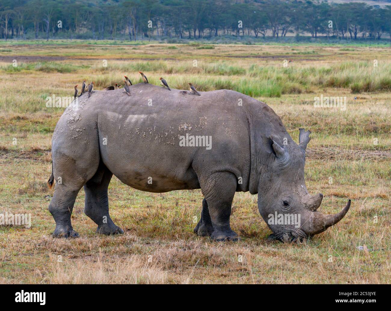 Oxpeckers back rhino hi-res stock photography and images - Alamy