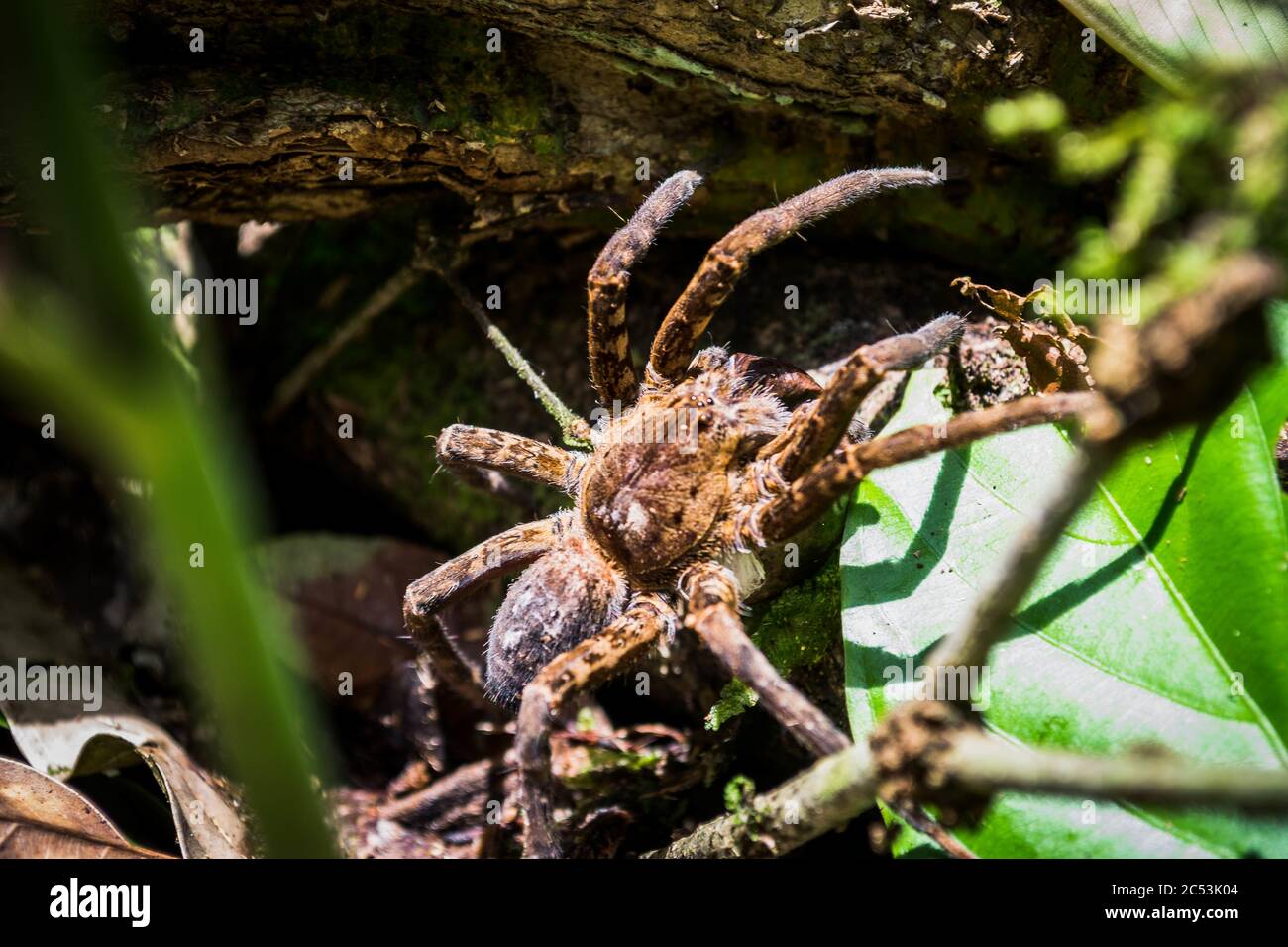 Large spider in a natural environment Stock Photo - Alamy