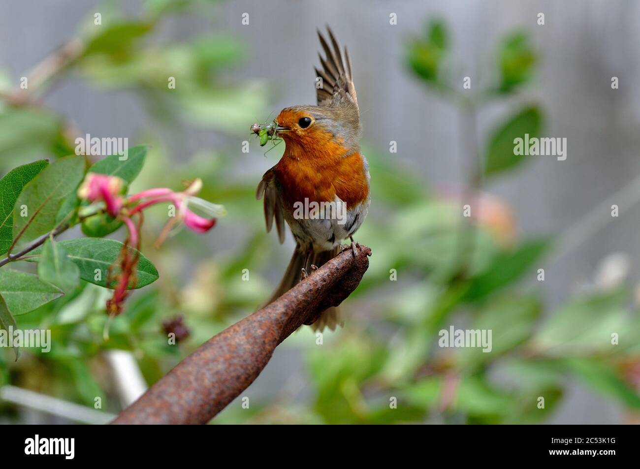 Aduit bird birds hi-res stock photography and images - Alamy