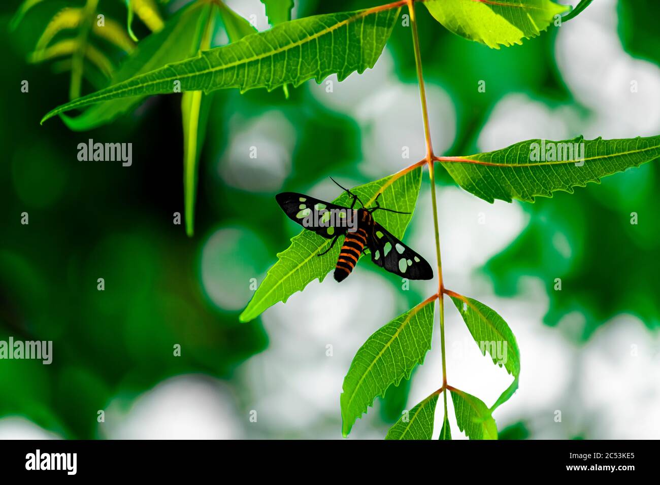 Strong flying butterfly hi-res stock photography and images - Alamy
