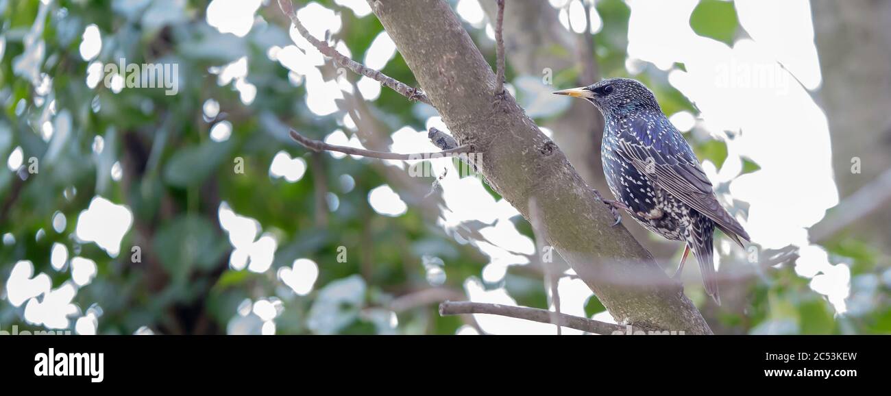Starling glow hi-res stock photography and images - Alamy