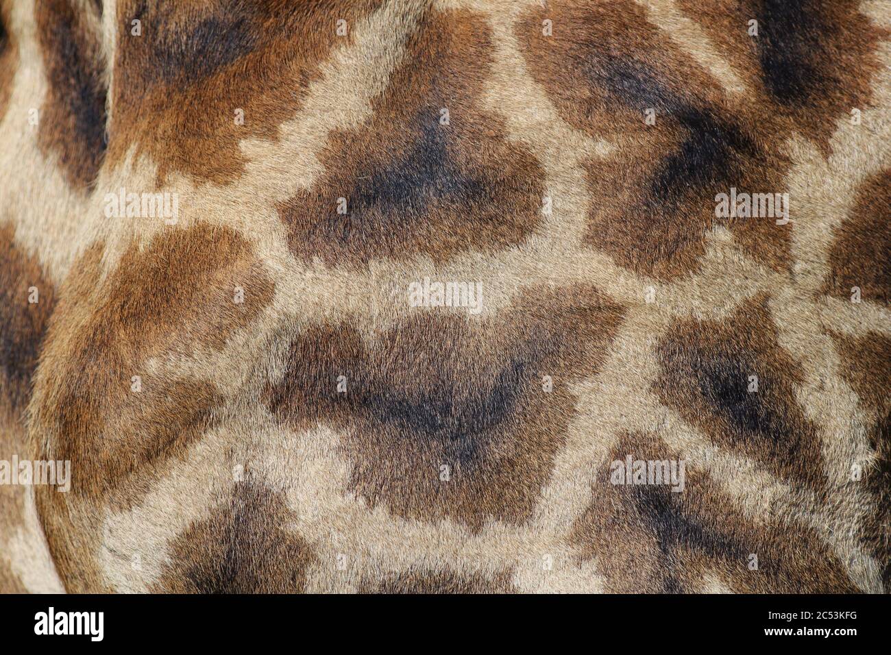 Fur pattern hi-res stock photography and images - Alamy
