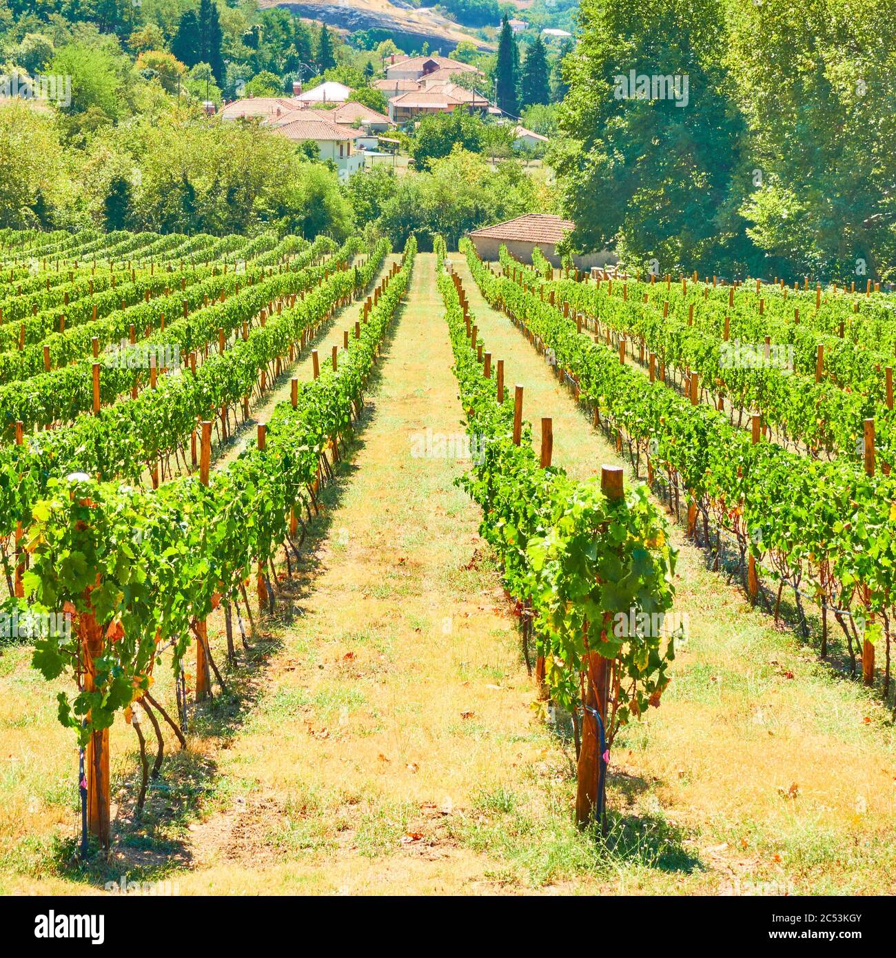 Scenery with vineyard hi-res stock photography and images - Alamy