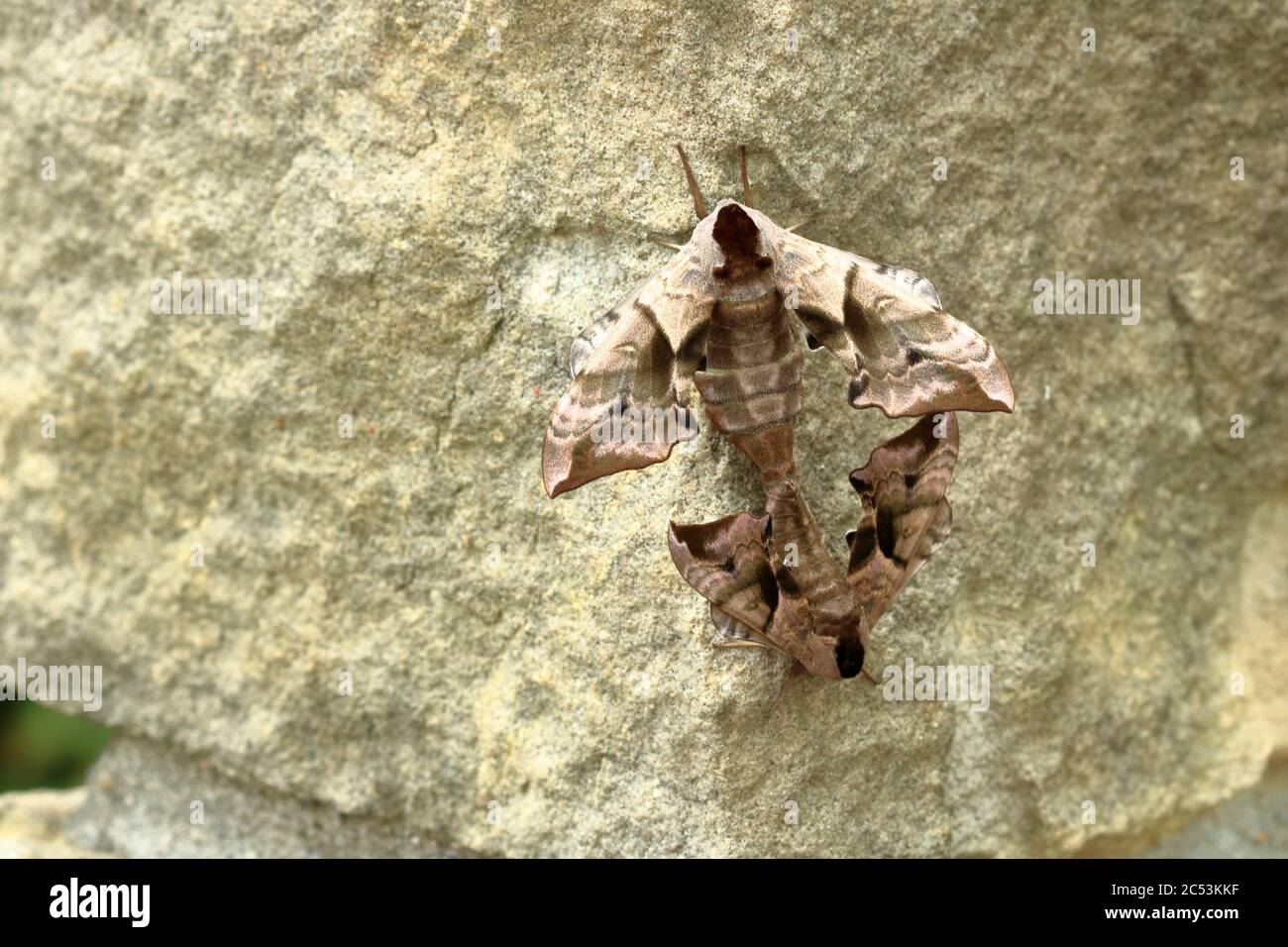 Two mating Eyed hawk-moth (Smerinthus ocellata Stock Photo - Alamy