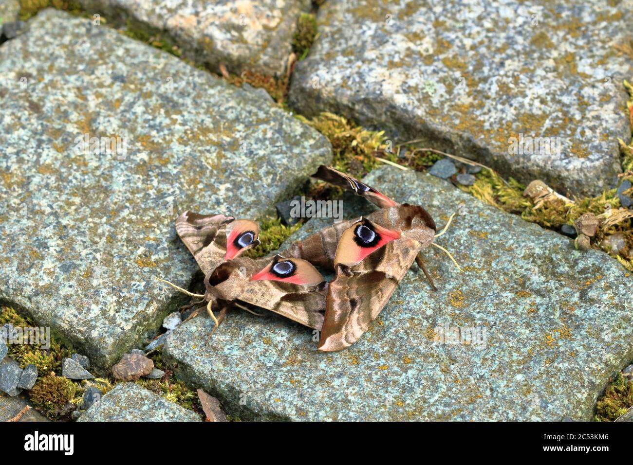 Two mating Eyed hawk-moth (Smerinthus ocellata Stock Photo - Alamy