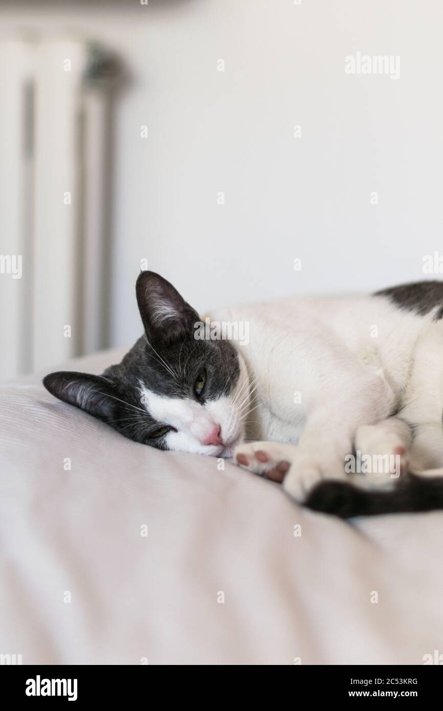 Sleeping red cat in bedroom hi-res stock photography and images - Alamy