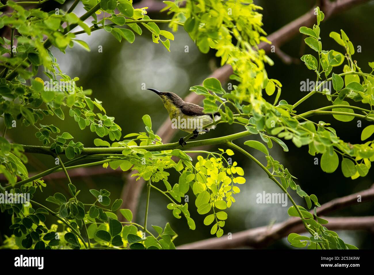 Planet_earth hi-res stock photography and images - Alamy