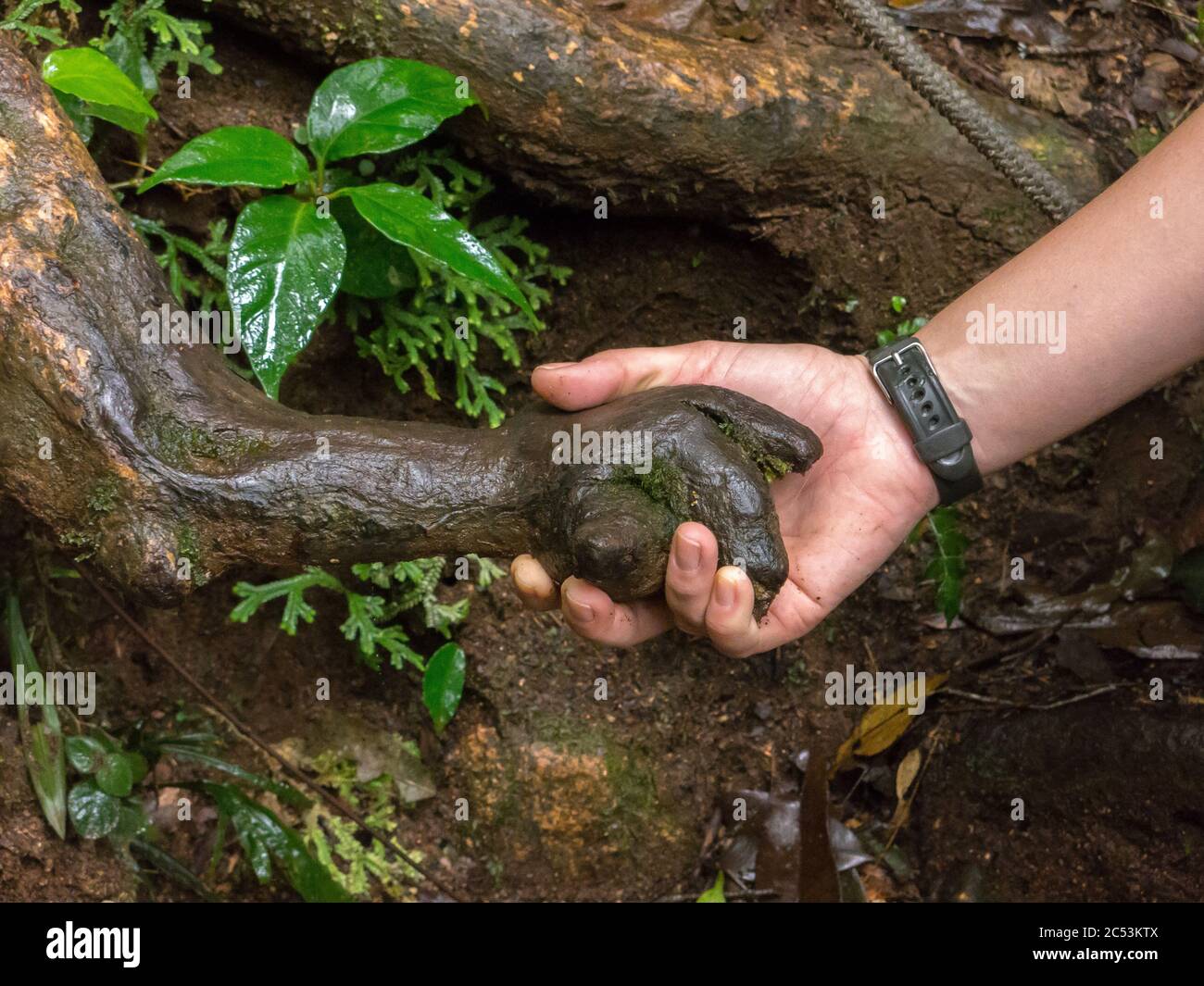 Greeting with nature - like a hand root Stock Photo - Alamy