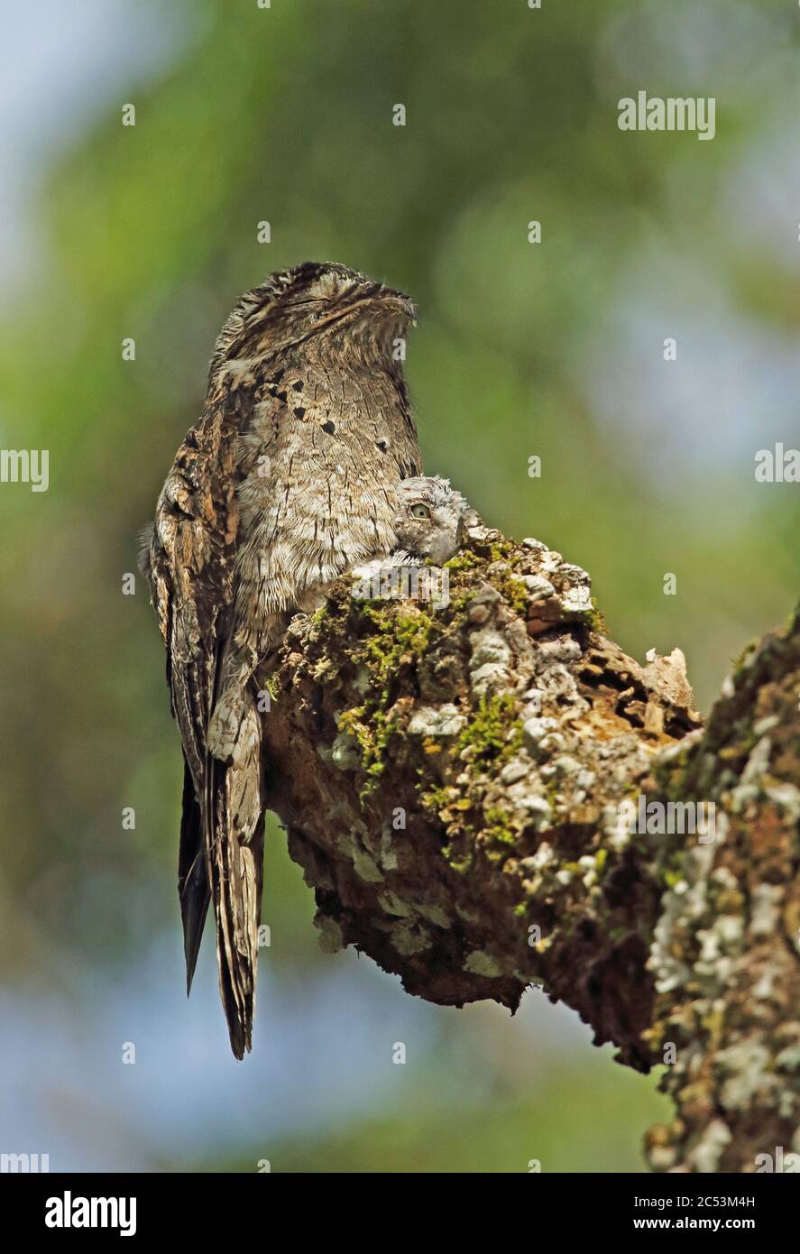 Potoo bird hi-res stock photography and images - Alamy