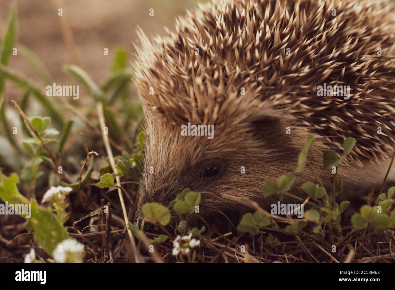 Adorable little hedgehog with sharp spikes on the ground Stock Photo ...