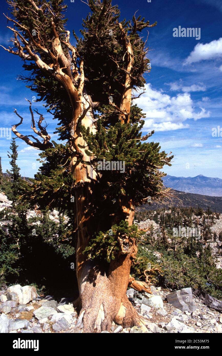 Great Basin National Park and Mount Moriah Wilderness, Snake Range ...