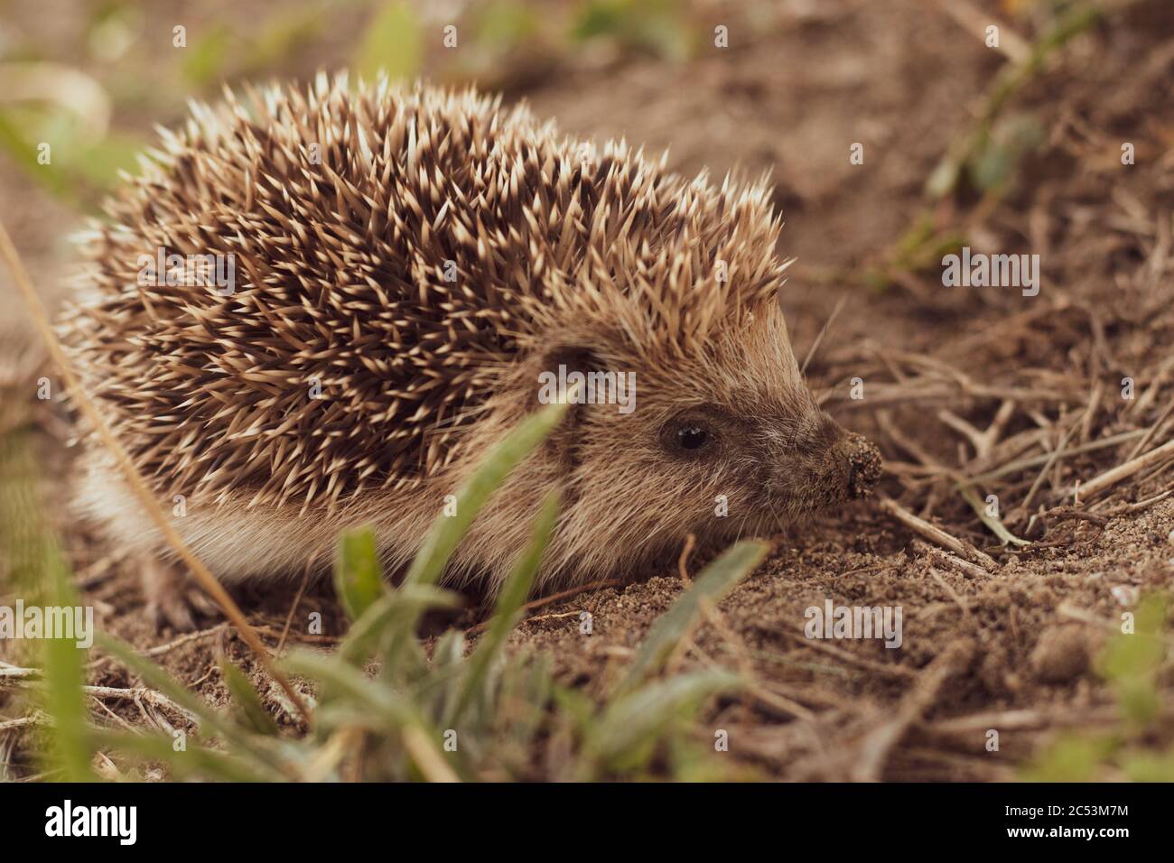 Adorable little hedgehog with sharp spikes on the sand Stock Photo - Alamy