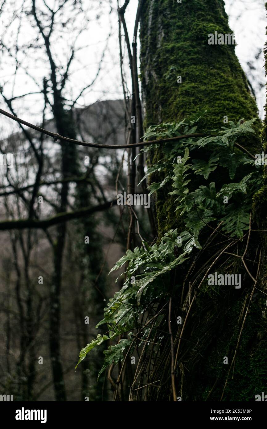 Ferns at the base of a tree in winter Stock Photo - Alamy