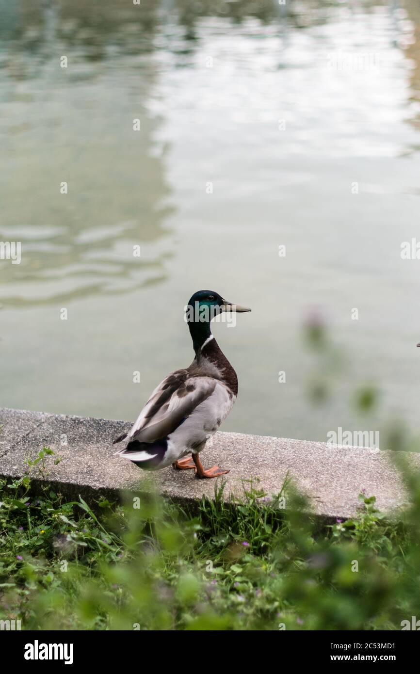 Duck beak hi-res stock photography and images - Alamy