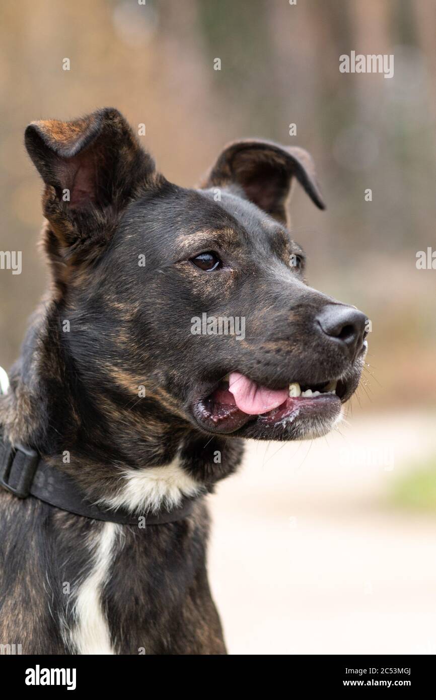 Half-breed dog of black with white on a leash Stock Photo - Alamy